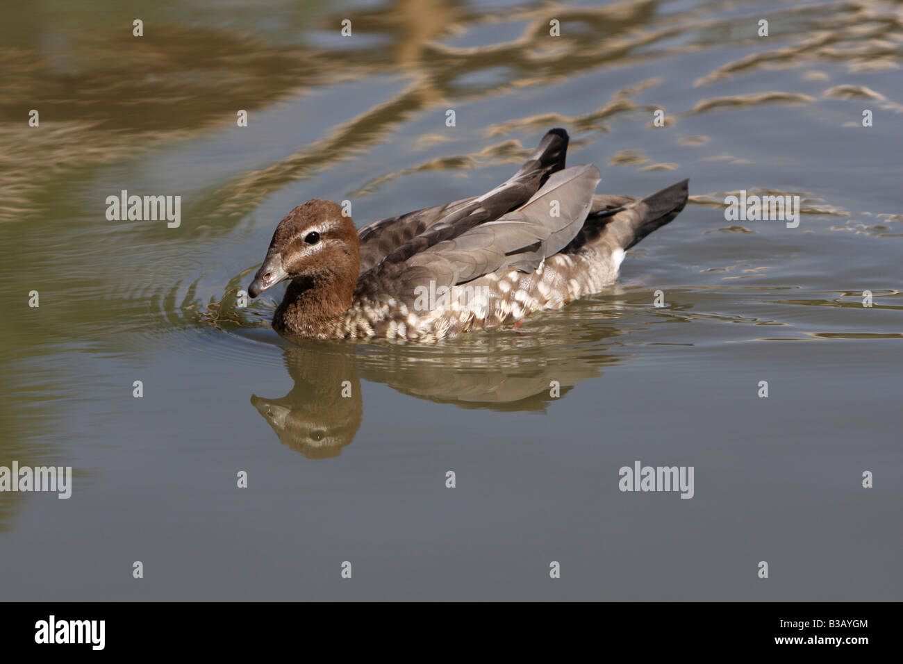 Female maned goose, or Australian wood duck, Chenonetta jubata Stock ...