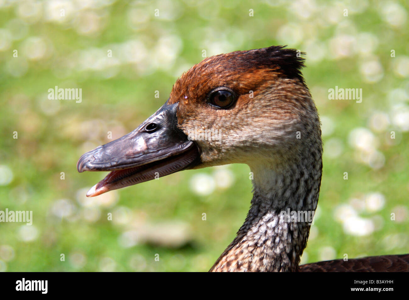Tree Duck High Resolution Stock Photography and Images - Alamy