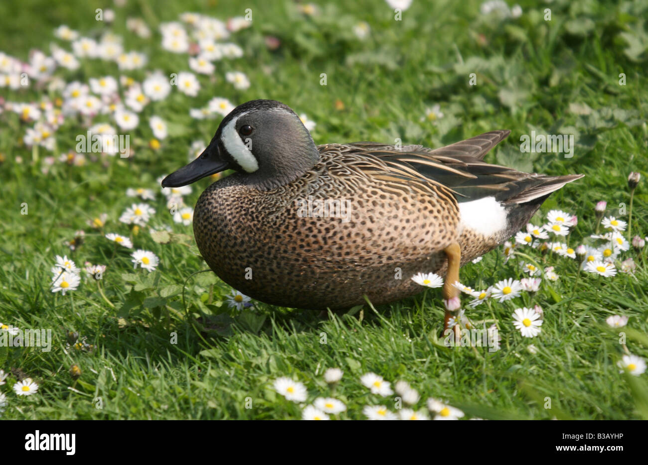 Blue-winged teal, Anas discors Stock Photo - Alamy