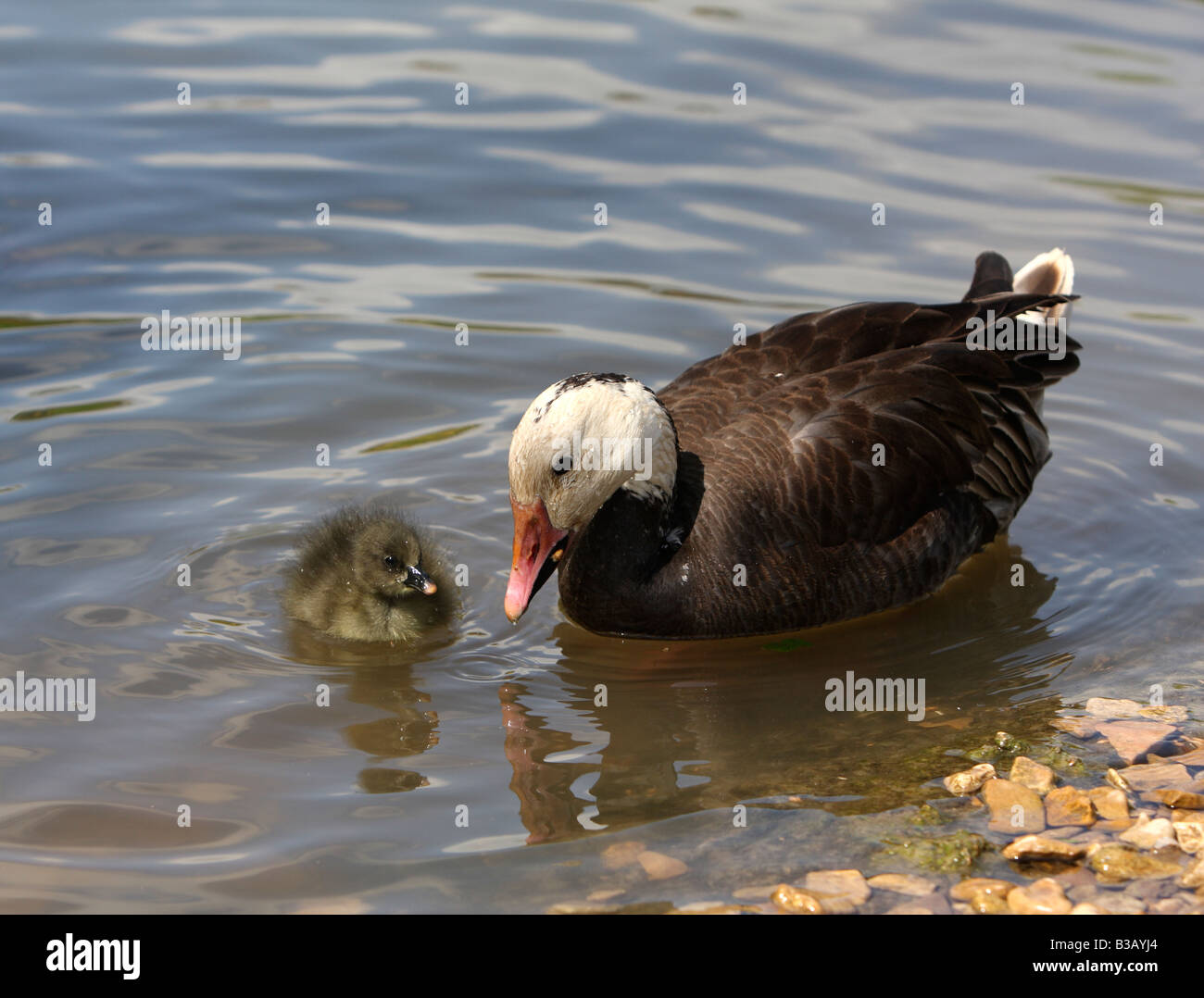 Lesser snow goose, Anser caerulescens caerulescens with gosling Stock ...