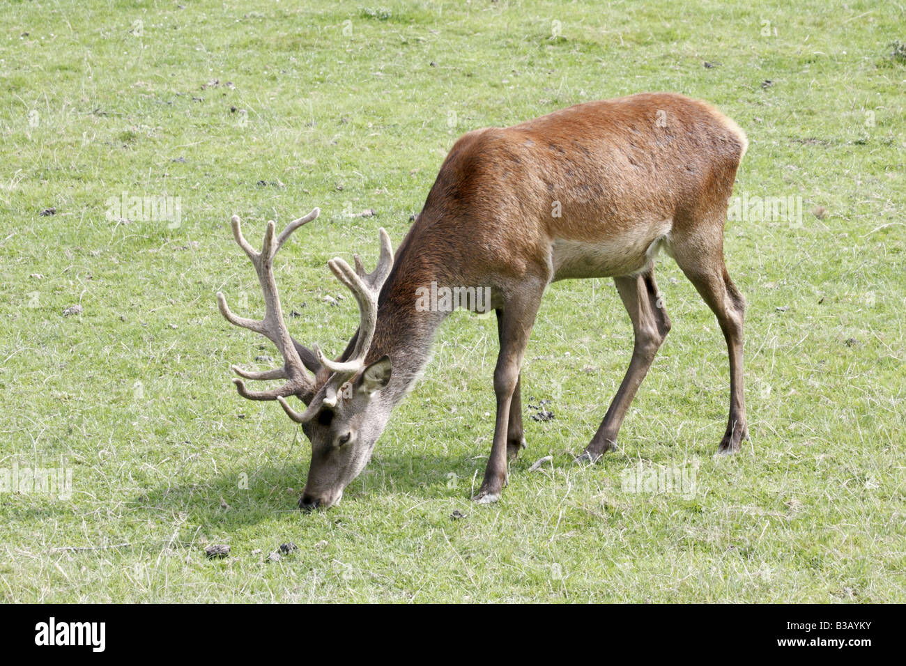 Grazing stag hi-res stock photography and images - Alamy