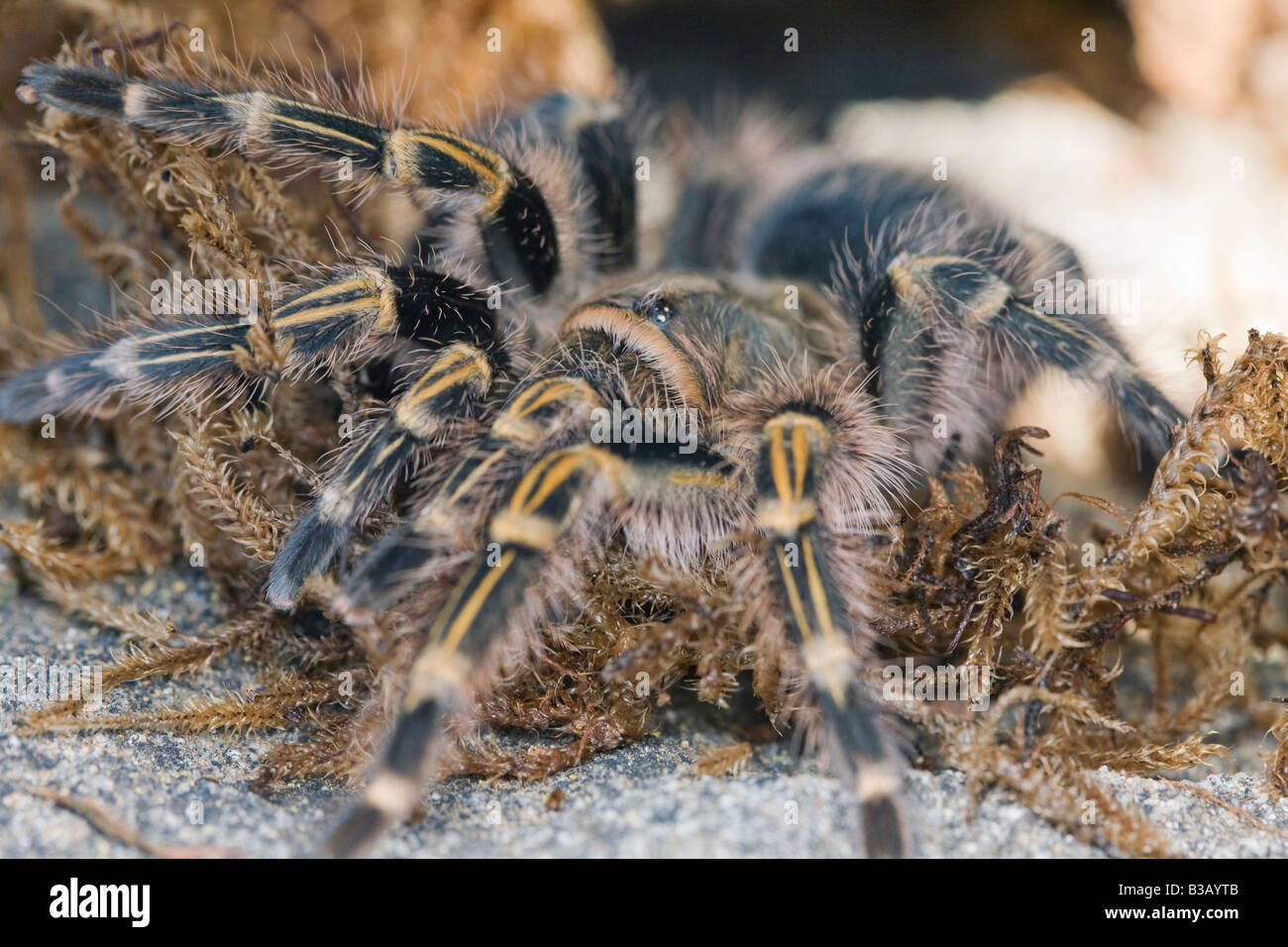 A captive Chaco Golden Knee Tarantula, Grammostola aureostriata, native ...