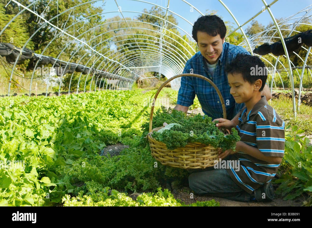 Multi-ethnic father and son harvesting organic produce Stock Photo - Alamy