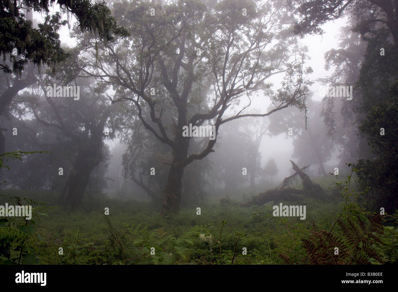 Mandara hi-res stock photography and images - Alamy