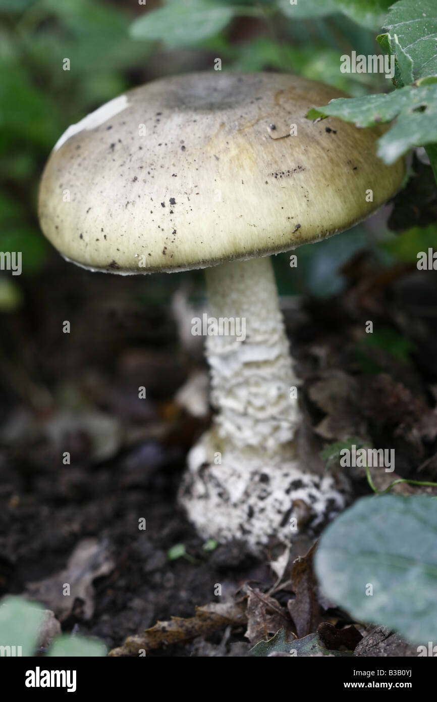 Amanita phalloides death cap mushroom hi-res stock photography and ...