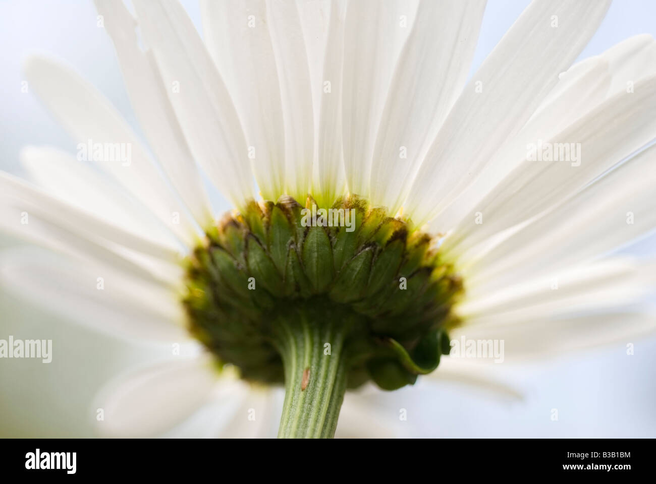 Daisy form hi-res stock photography and images - Alamy