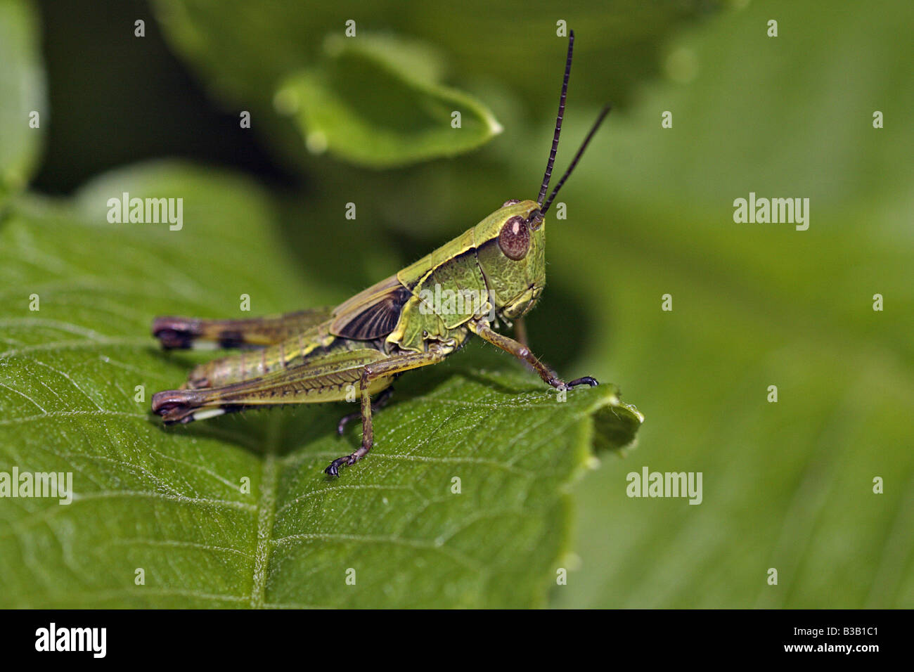 Brown Grasshopper Identification