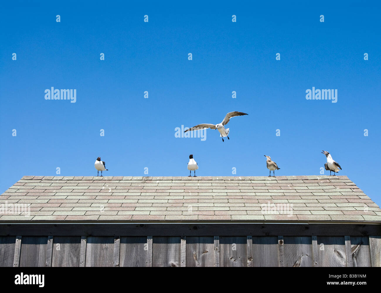 Seagulls congregate on the roof of a beach shack, Cape Cod, MA Stock ...
