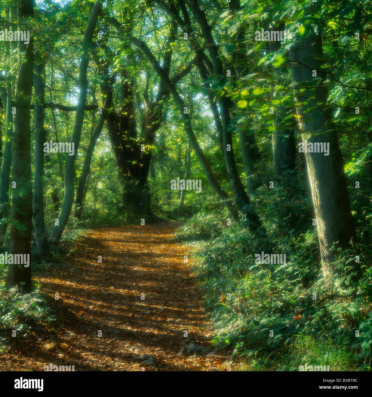 Leigh woods hi-res stock photography and images - Alamy