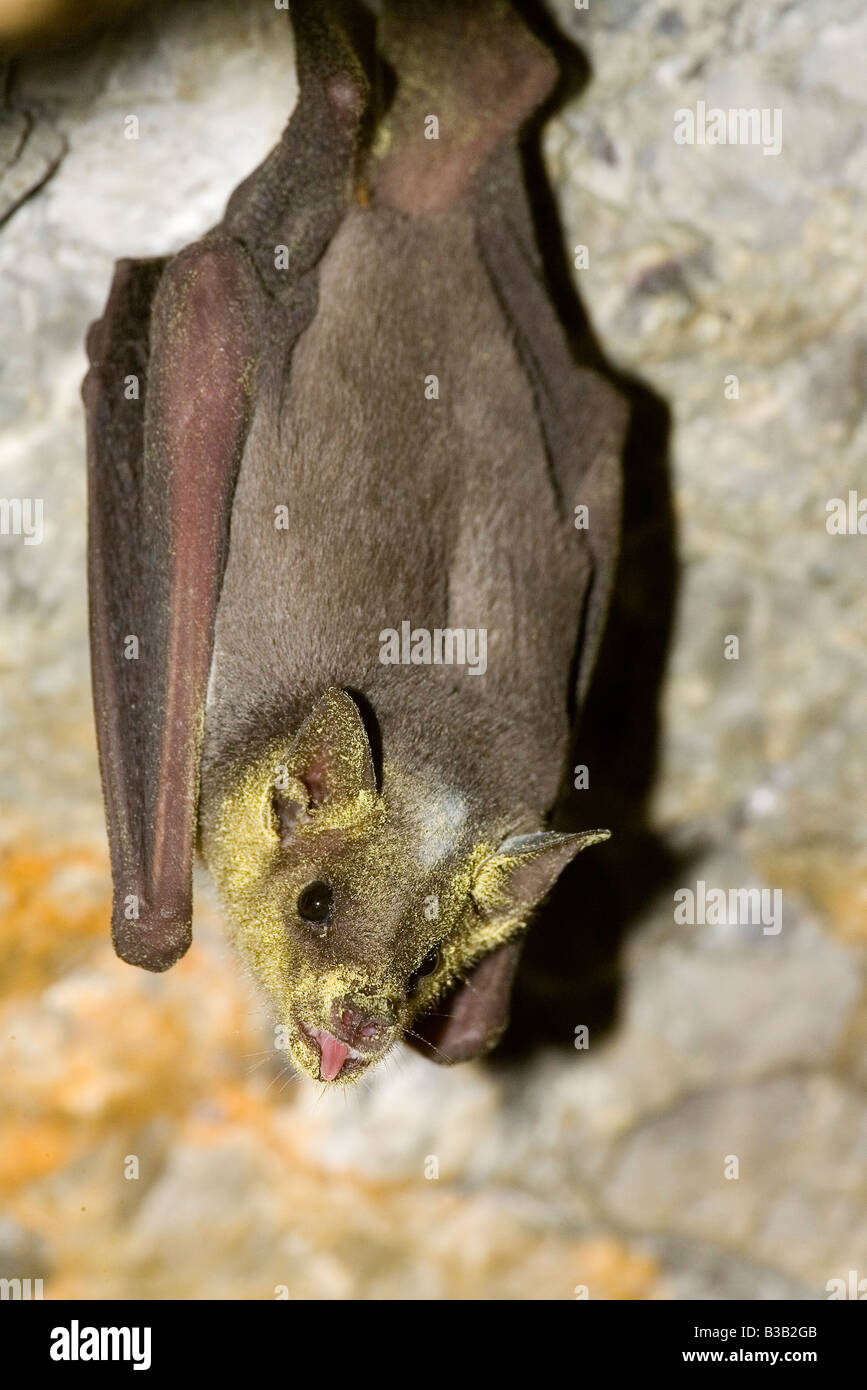 Lesser Long-nosed Bat Leptonycteris curasoae Stock Photo - Alamy