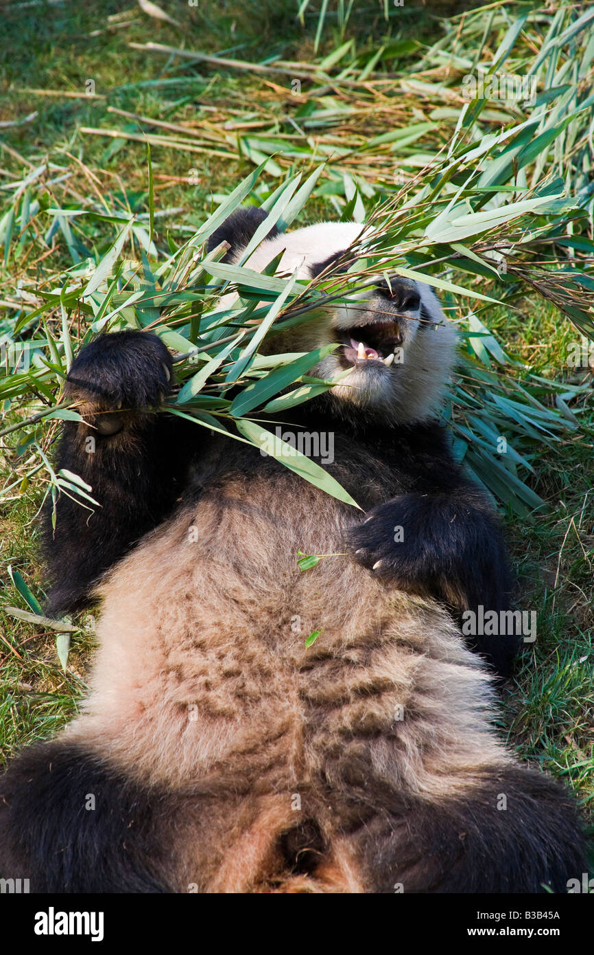 Adult Giant Panda feeding on bamboo at Chengdu Research Base of Giant ...