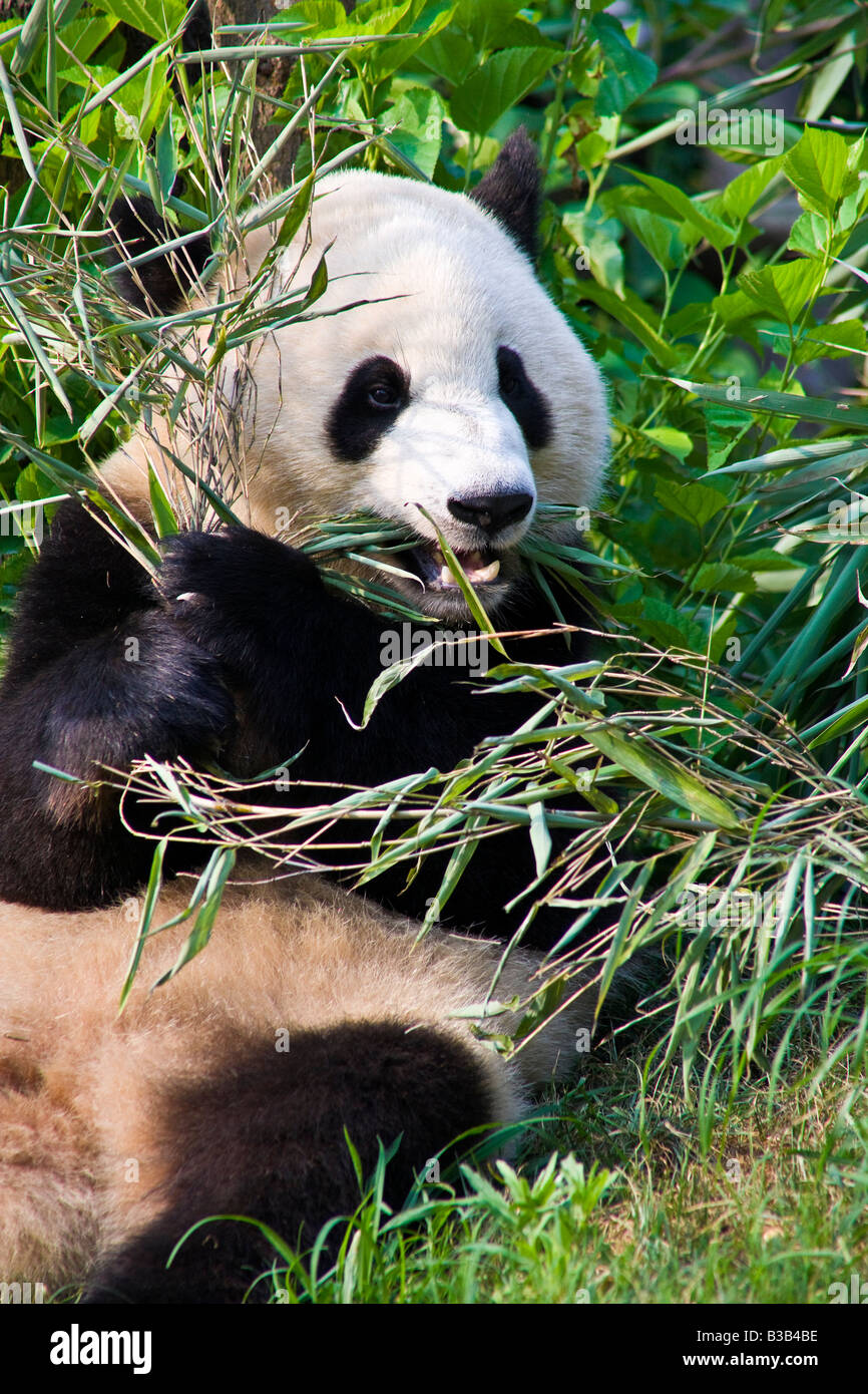 Adult Giant Panda feeding on bamboo at Chengdu Research Base of Giant ...