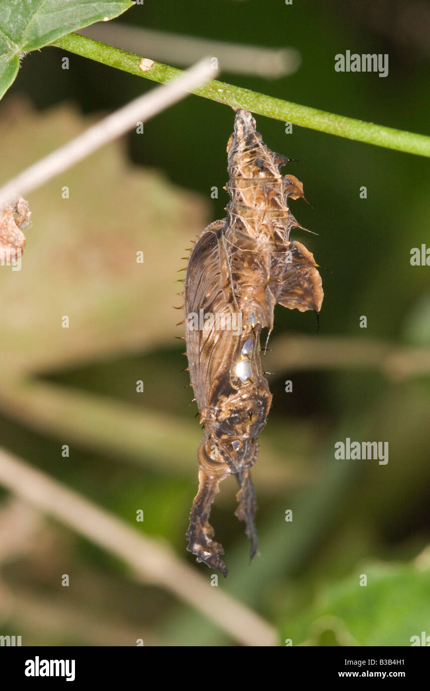 Zebra Heliconian Heliconius charitonius Alamo Texas United States 15 ...