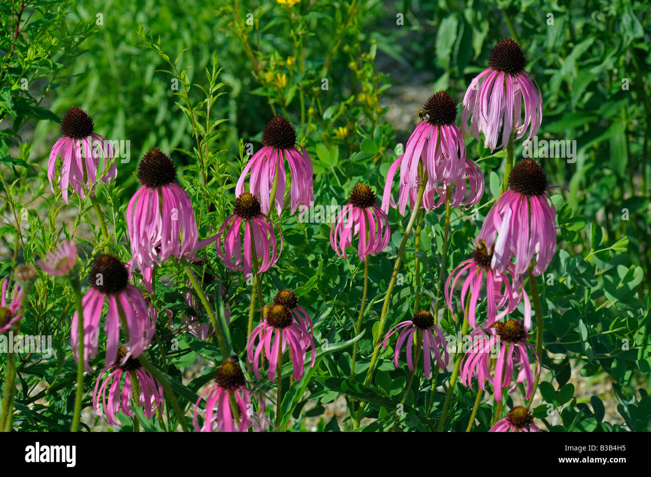 Pale pink cone flower hi-res stock photography and images - Alamy