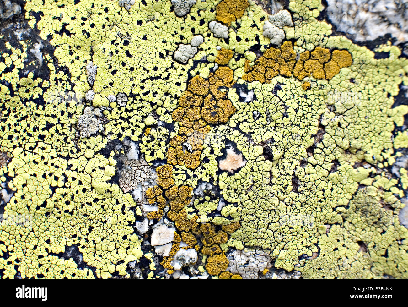 Lichen growing on rocks in World Heritage Site Pirin National Park ...
