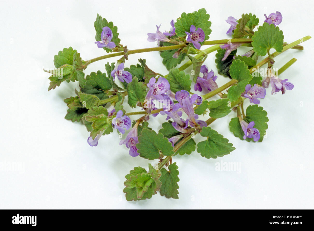 Ground Ivy (Glechoma hederaceum) flowering studio picture Stock Photo ...