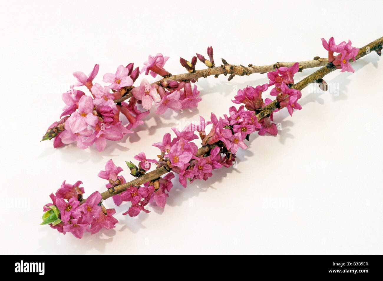 Daphne Cut Out Stock Images & Pictures - Alamy