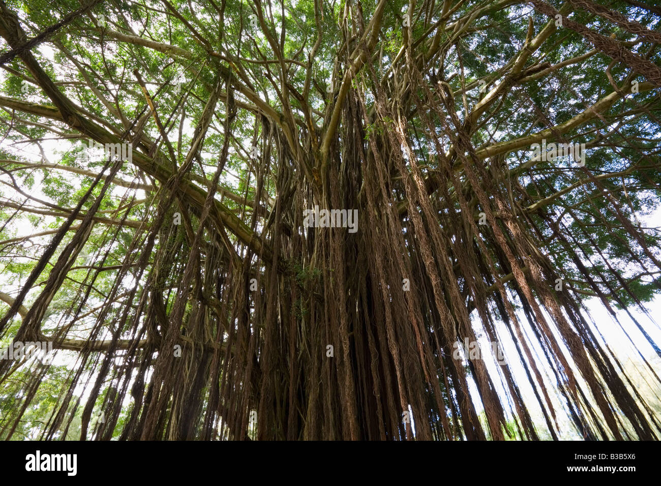 Banyan Tree Low Angle View Hawaii USA Stock Photo - Alamy