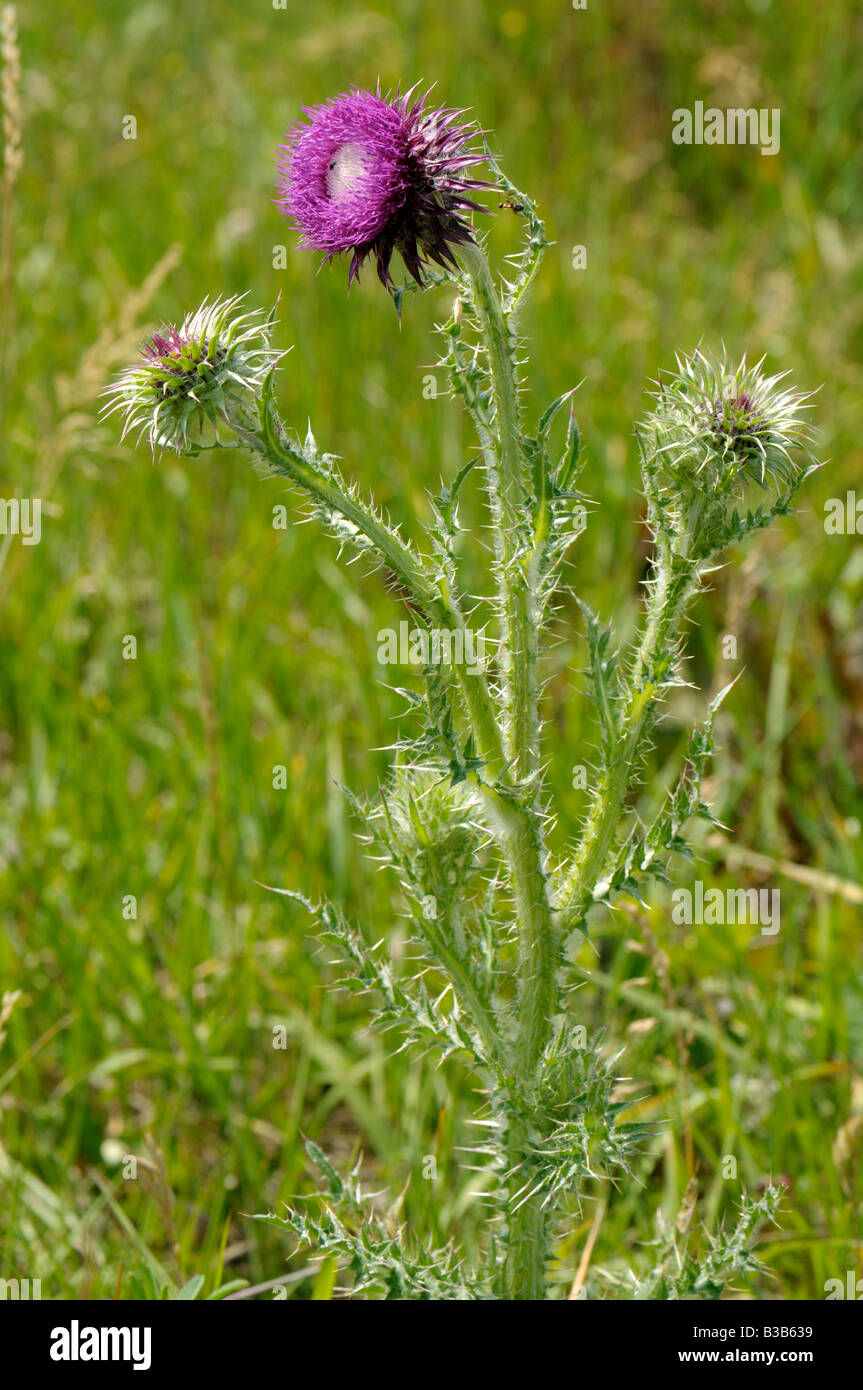 Musk Thistle, Nodding Thistle (Carduus nutans), flowering Stock Photo - Alamy
