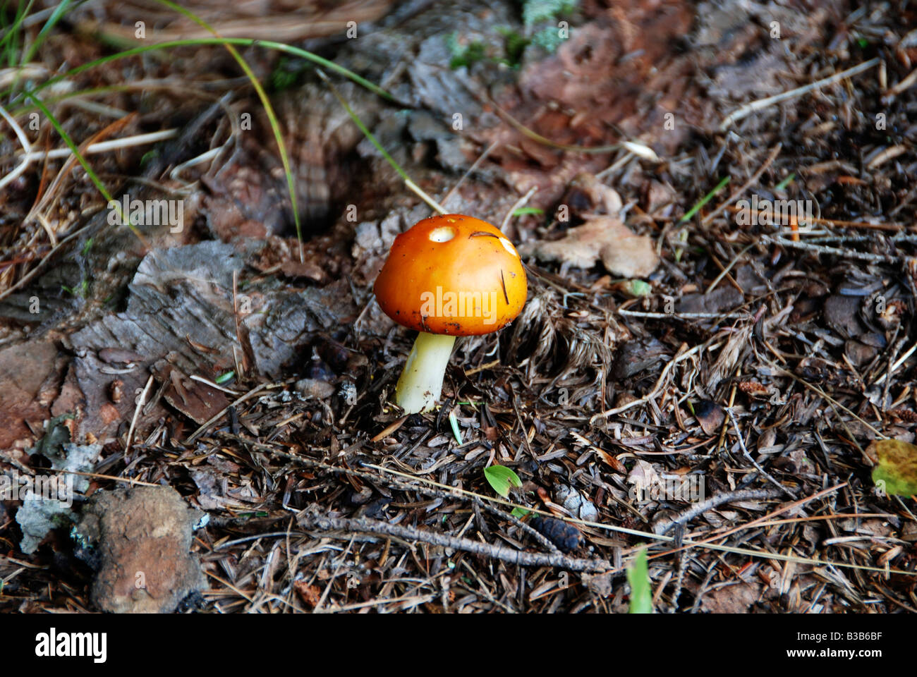 Wild orange mushroom Stock Photo - Alamy