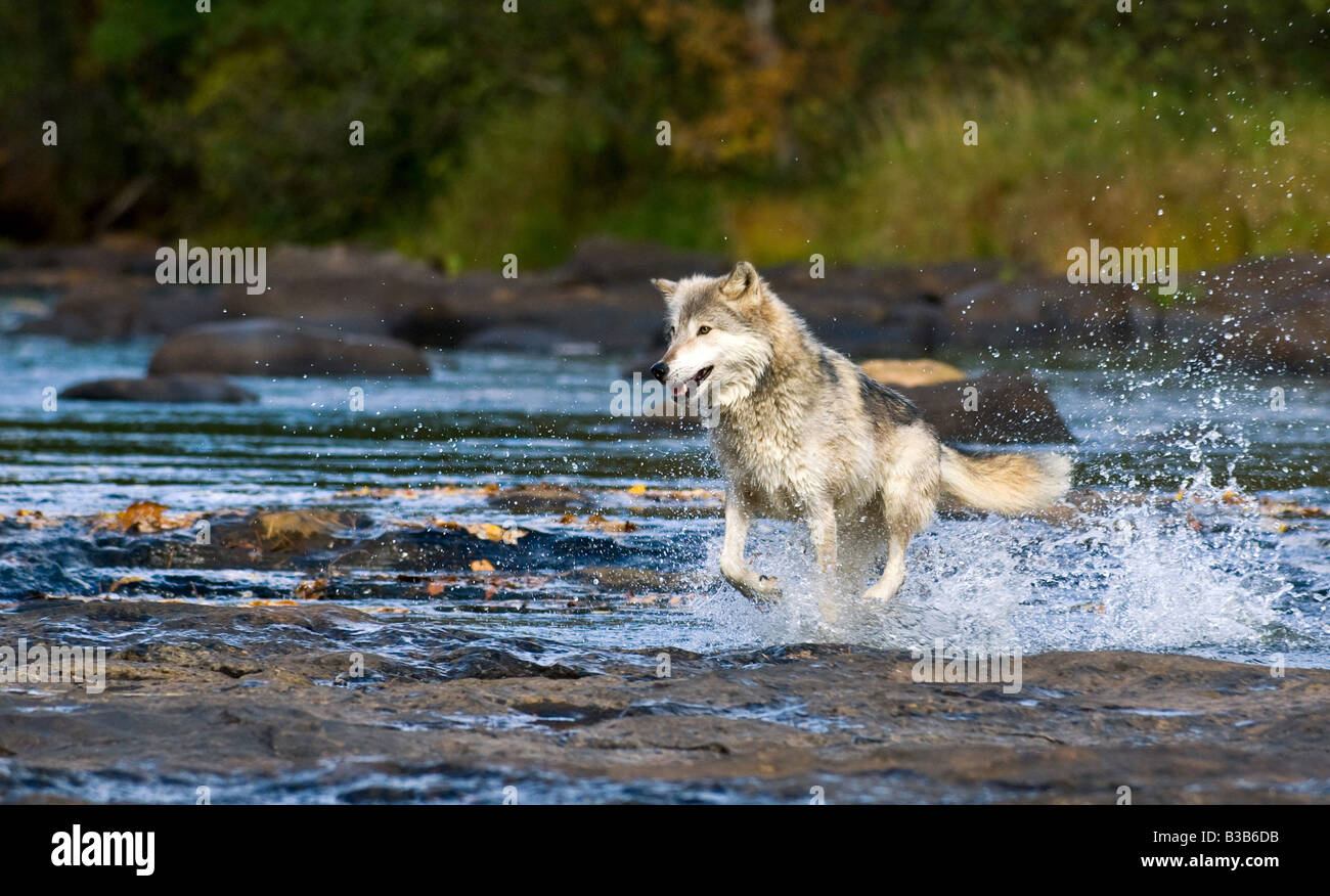 Gray wolf on the run Stock Photo - Alamy