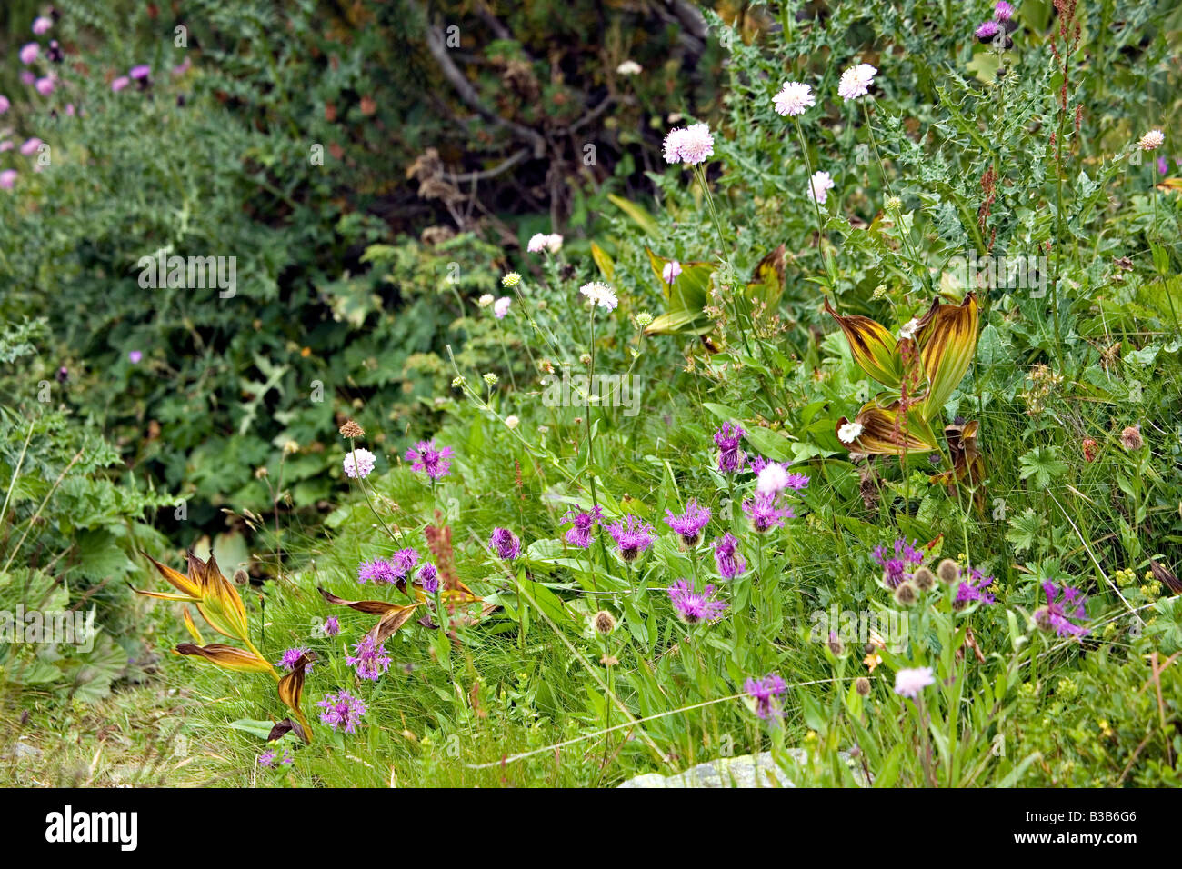 Blooming flowers in World Heritage Site Pirin National Park Bulgaria ...