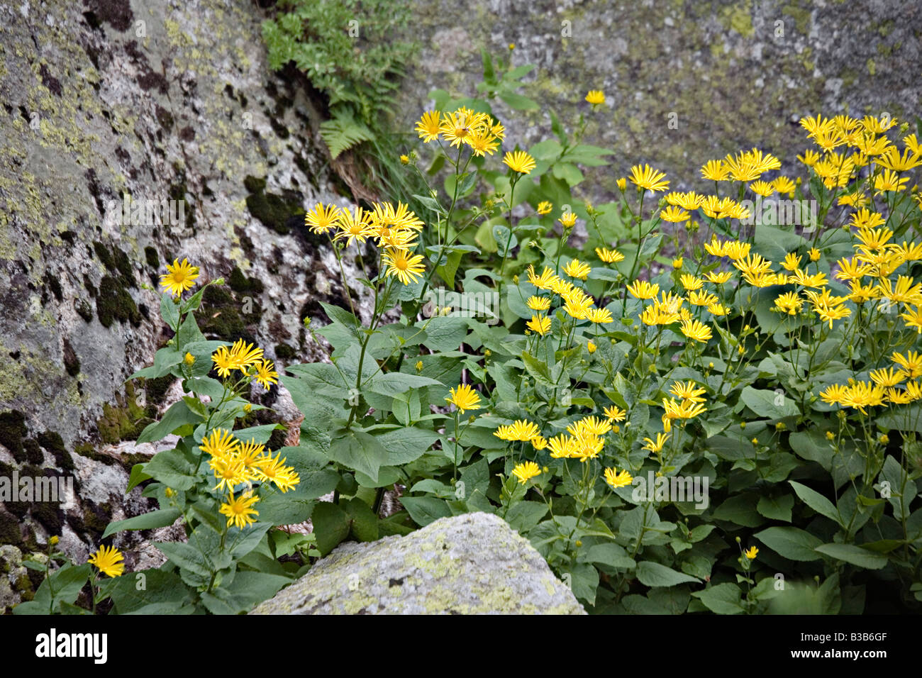 Blooming flowers in World Heritage Site Pirin National Park Bulgaria ...