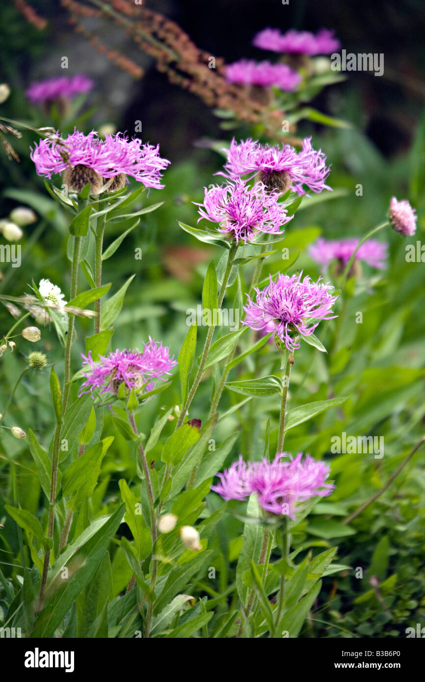 Blooming flowers in World Heritage Site Pirin National Park Bulgaria ...