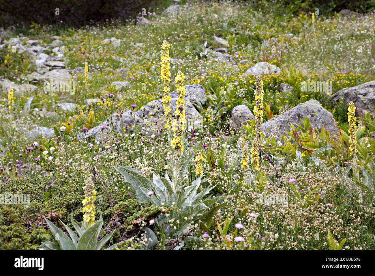 Bulgarian spread hi-res stock photography and images - Alamy