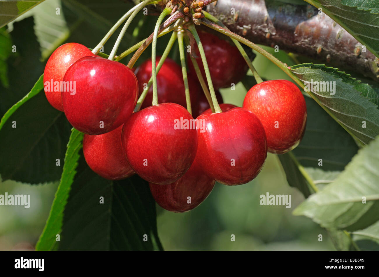 Sweet Cherry (Prunus avium), variety: Sumbola Maxim, fruit on tree ...