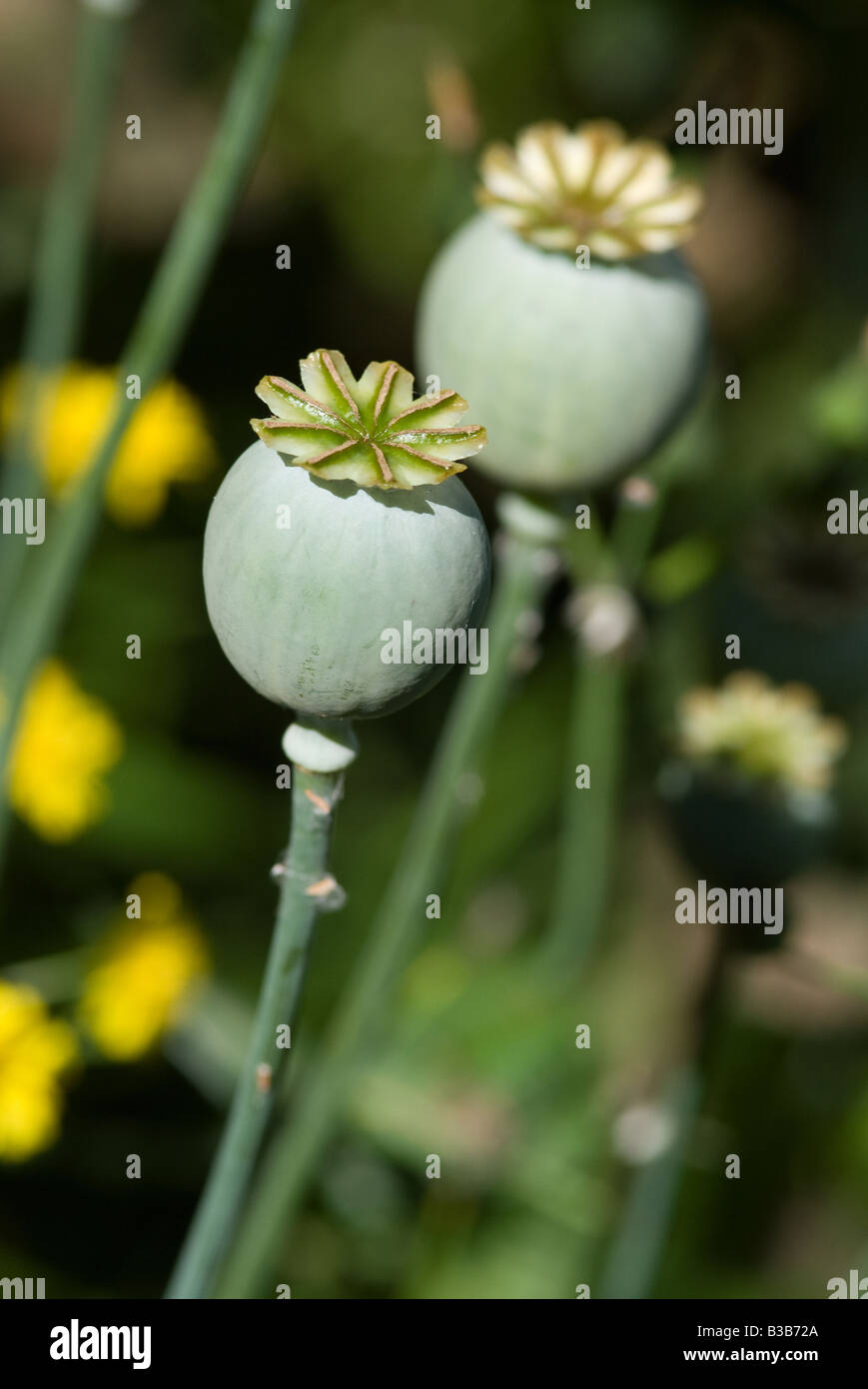 Opium Poppy Seed Heads After Flowering in a Cheshire Garden England ...