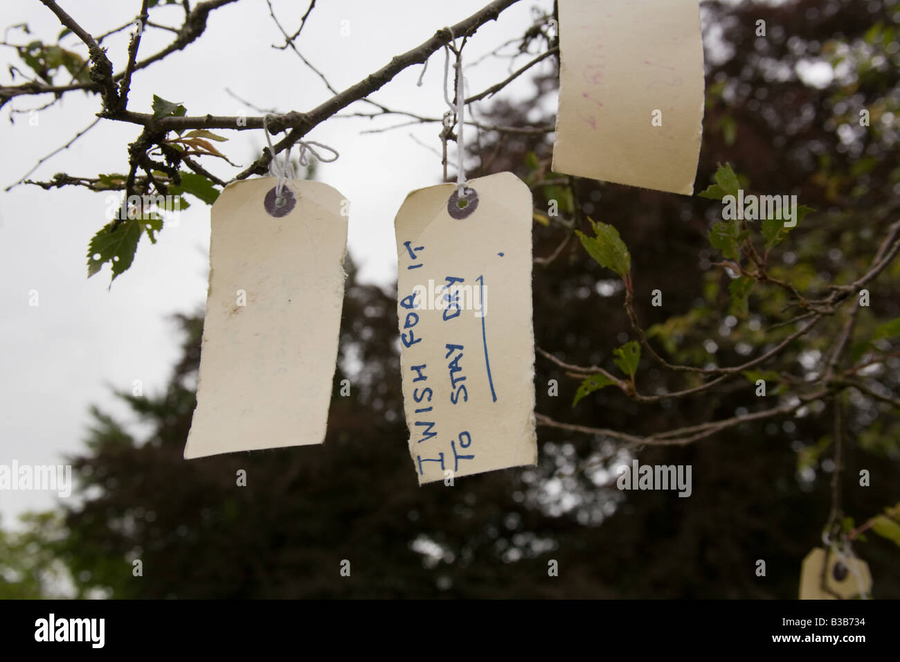 Wishing Tree Sign 20+ Wishing Tree Tags Ideas | Wishing Tree, Tree