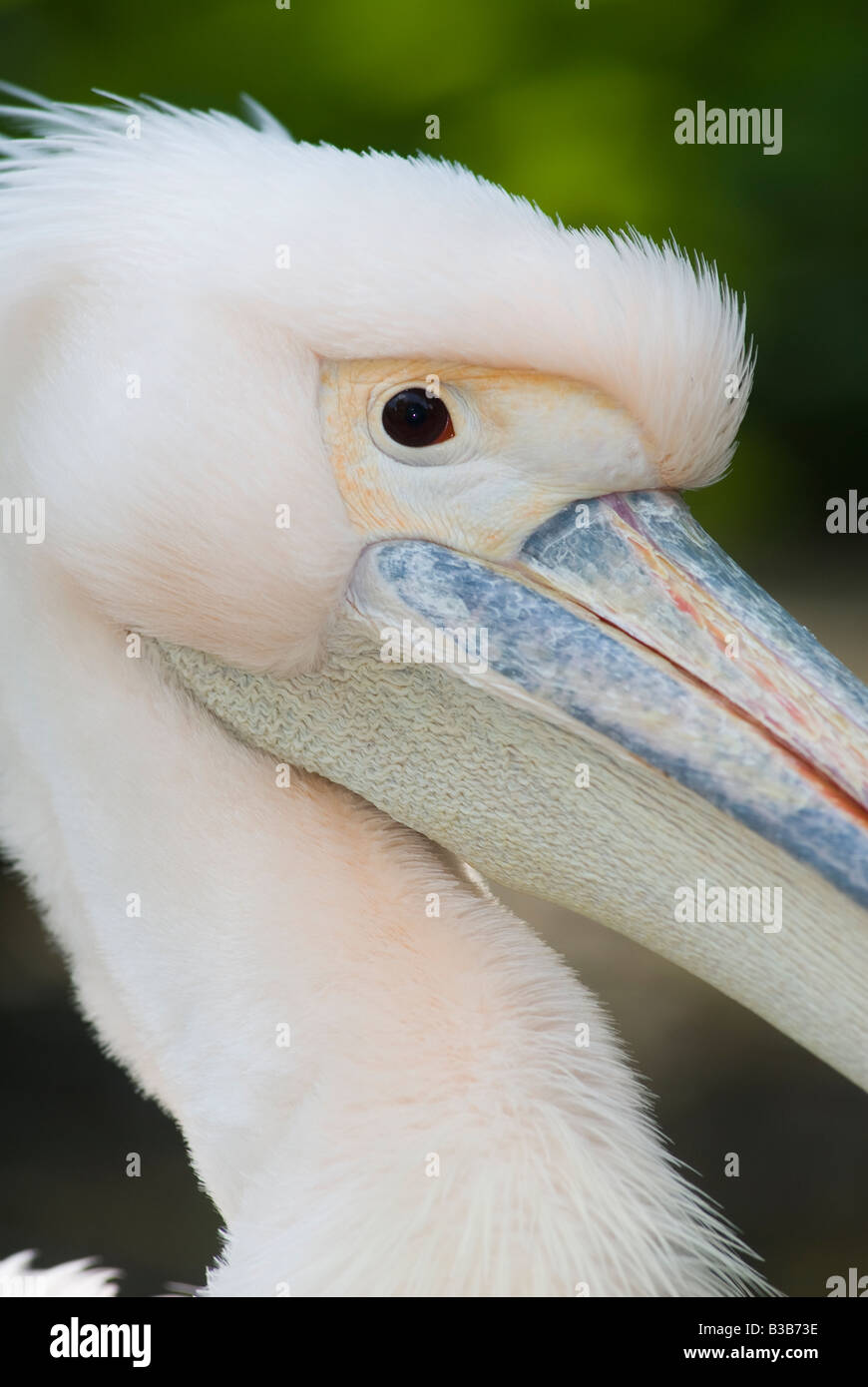 Pelican from the bird family pelicanidae Stock Photo - Alamy