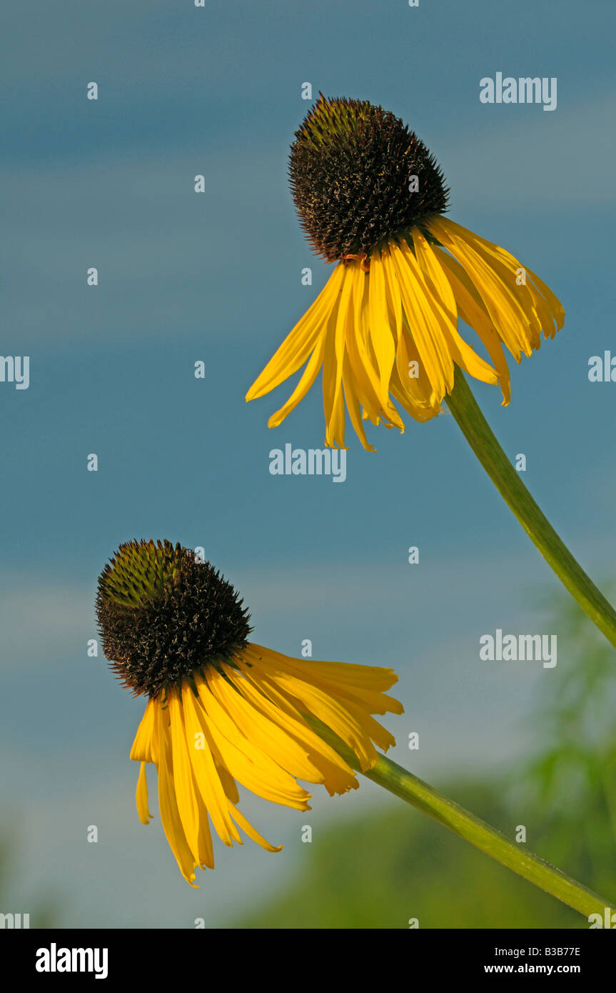Echinacea paradoxa hi-res stock photography and images - Alamy