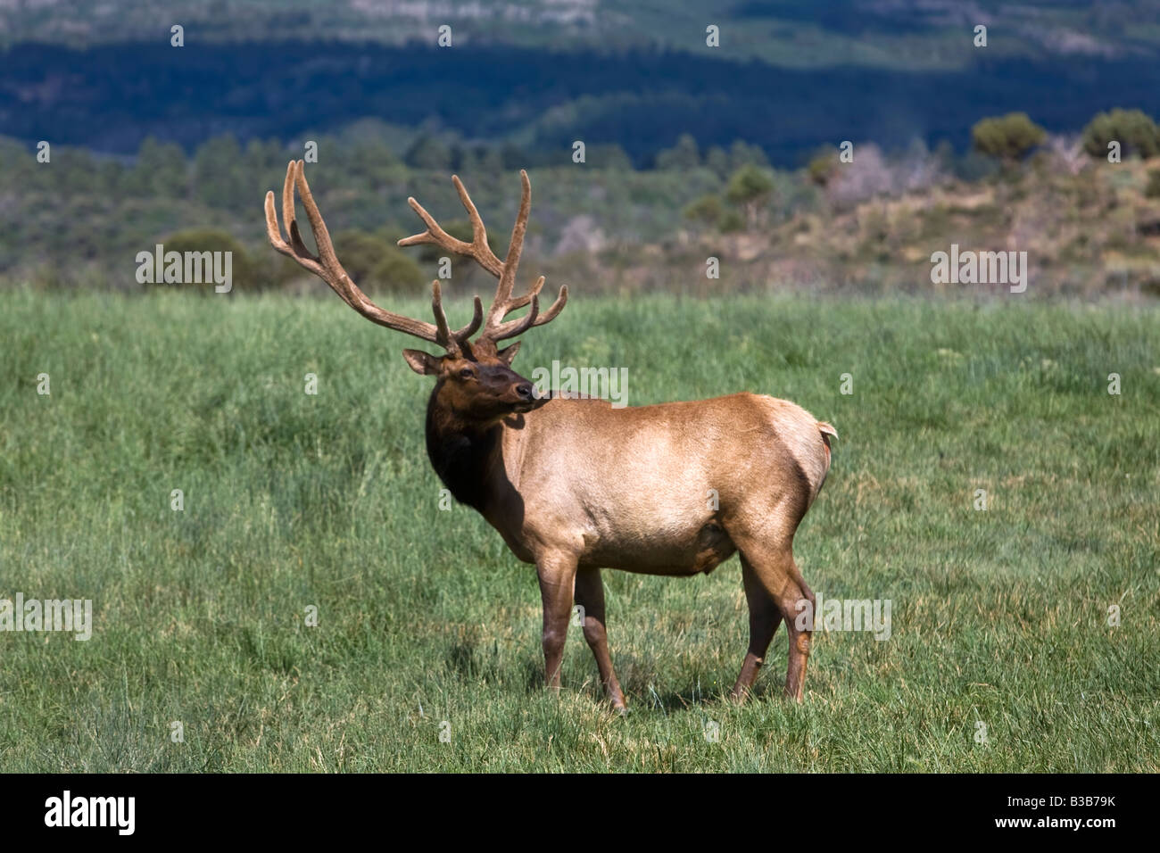 Colorado elk hi-res stock photography and images - Alamy