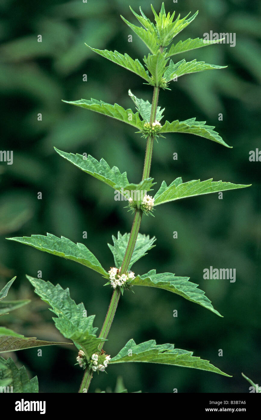 Gypsywort Lycopus europaeus flowering Stock Photo - Alamy