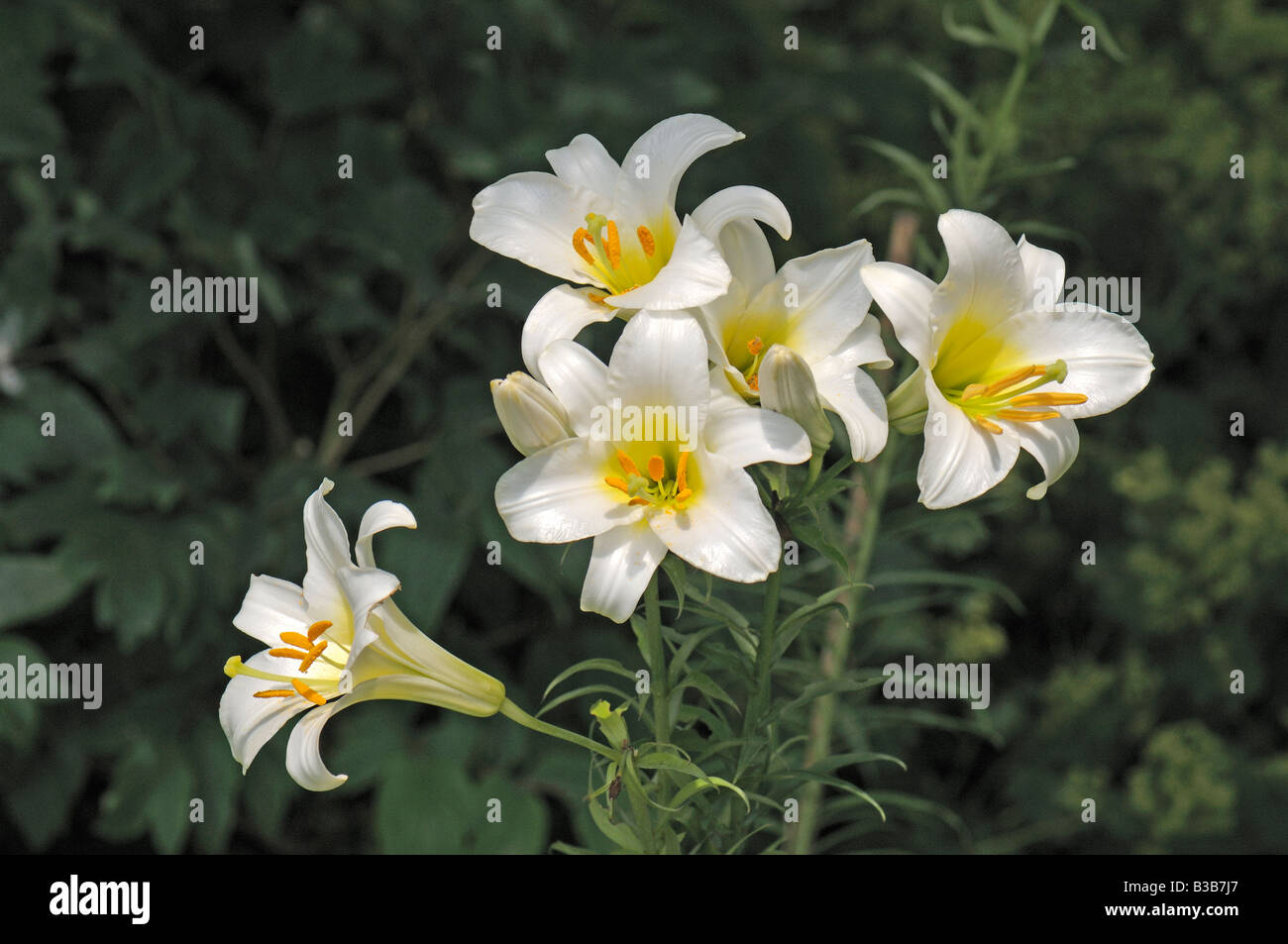 Regal Lily (Lilium regale) flowering Stock Photo - Alamy