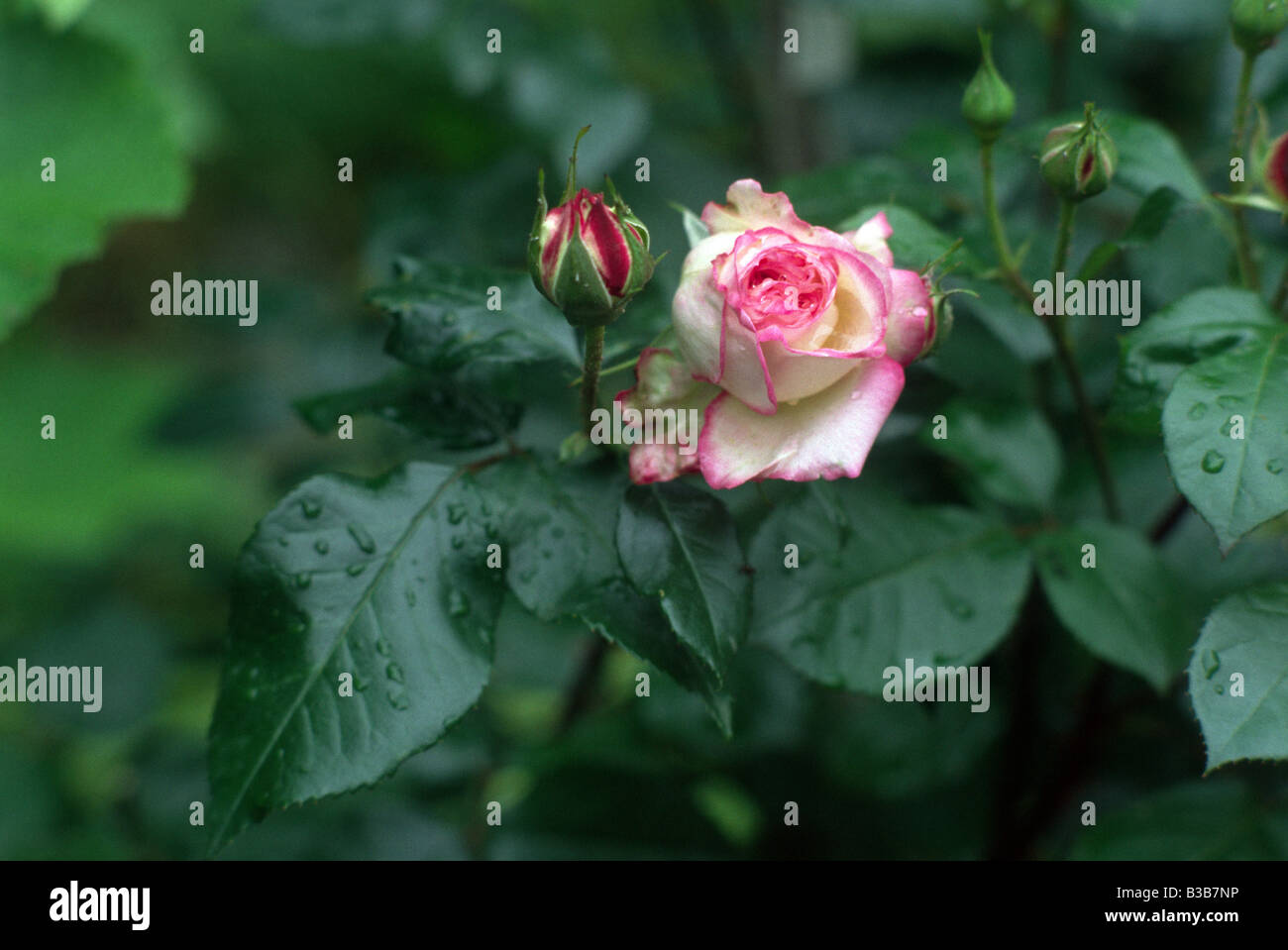 Wet roses in the spring garden Stock Photo - Alamy