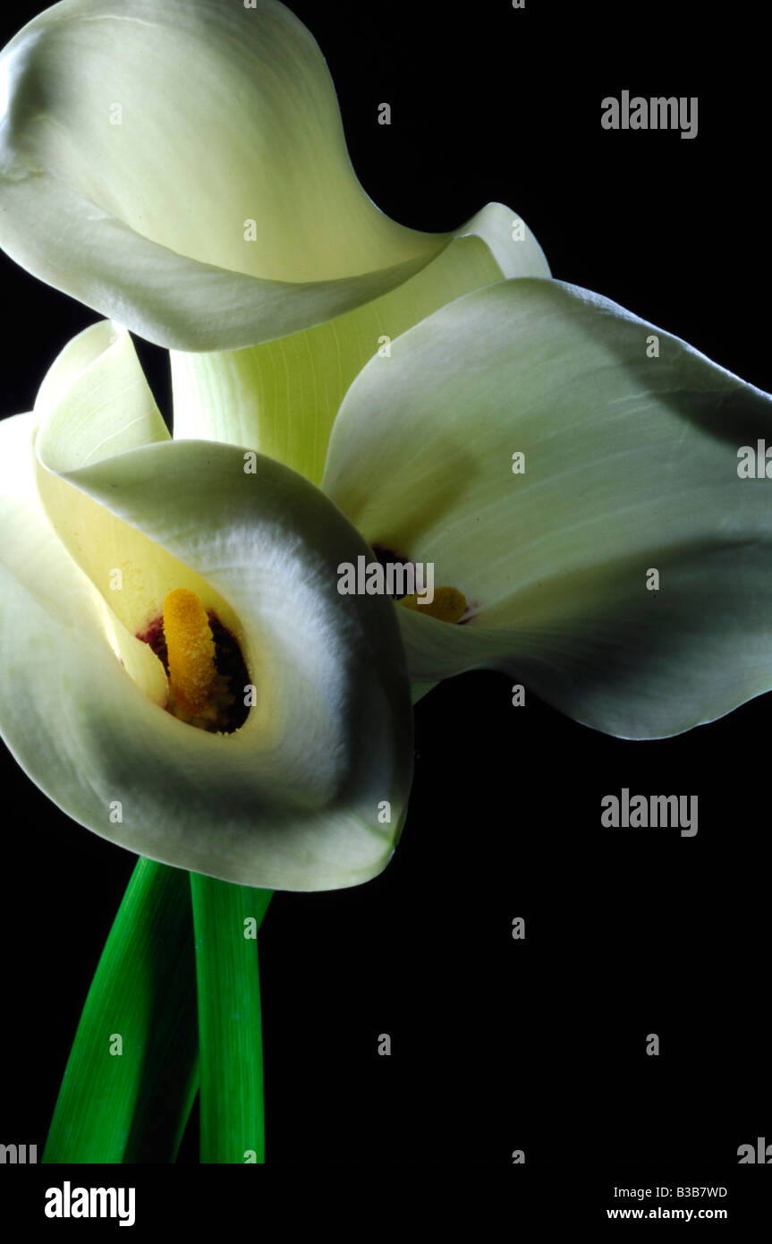 Cala lilly flower nature hi-res stock photography and images - Alamy