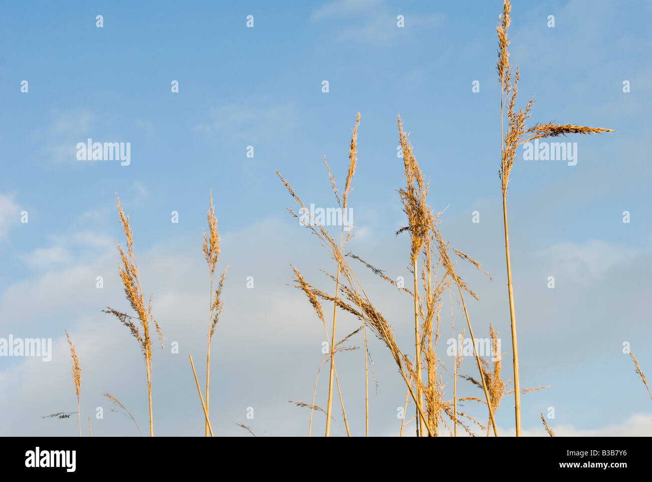 Reedbed plant hi-res stock photography and images - Alamy