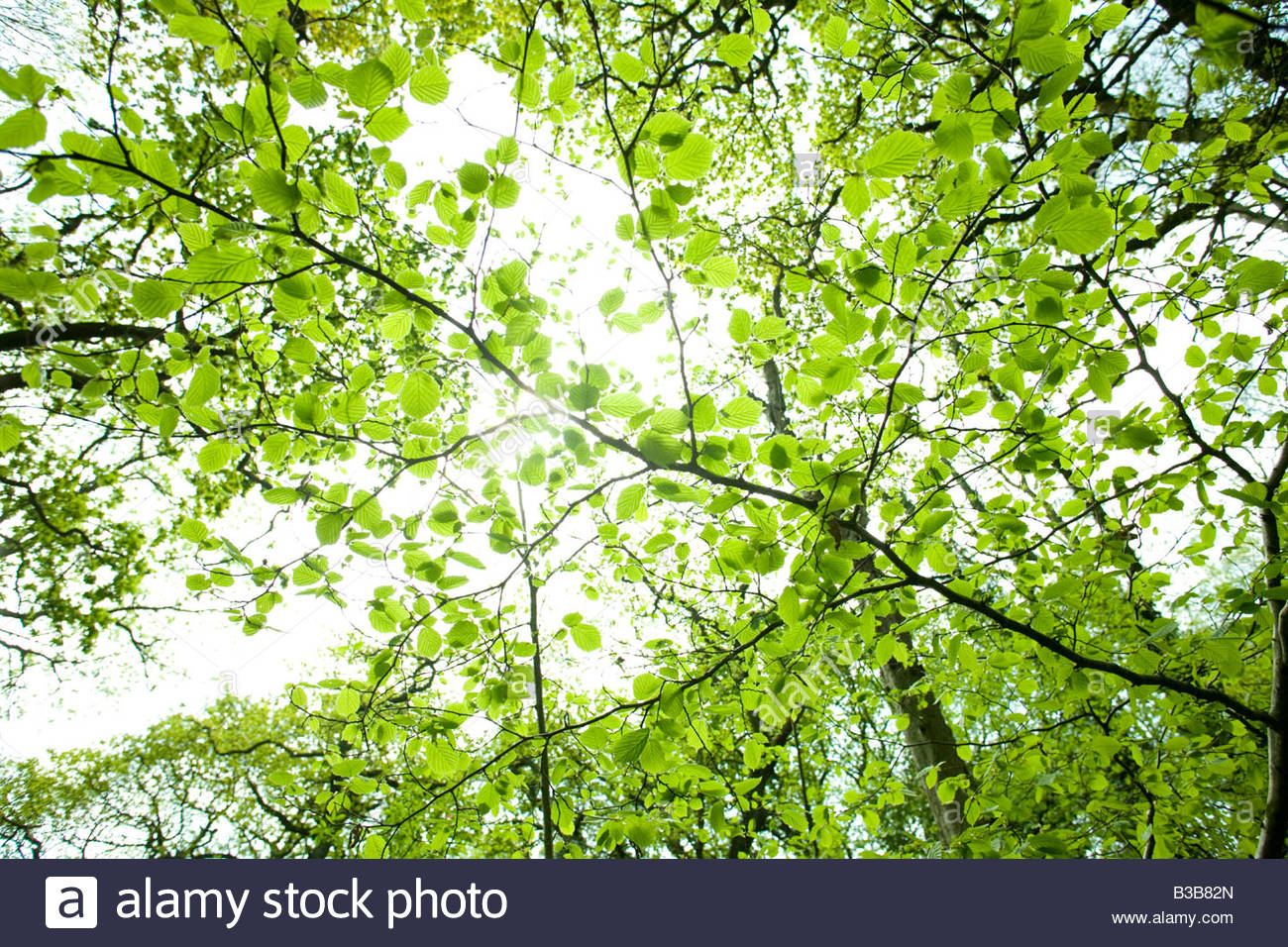 Low Tree Branches Stock Photos & Low Tree Branches Stock Images - Alamy
