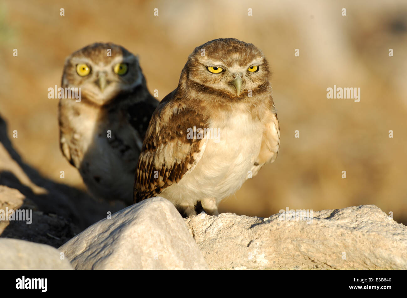 Two fledgling burrowing owls sitting together hi-res stock photography ...