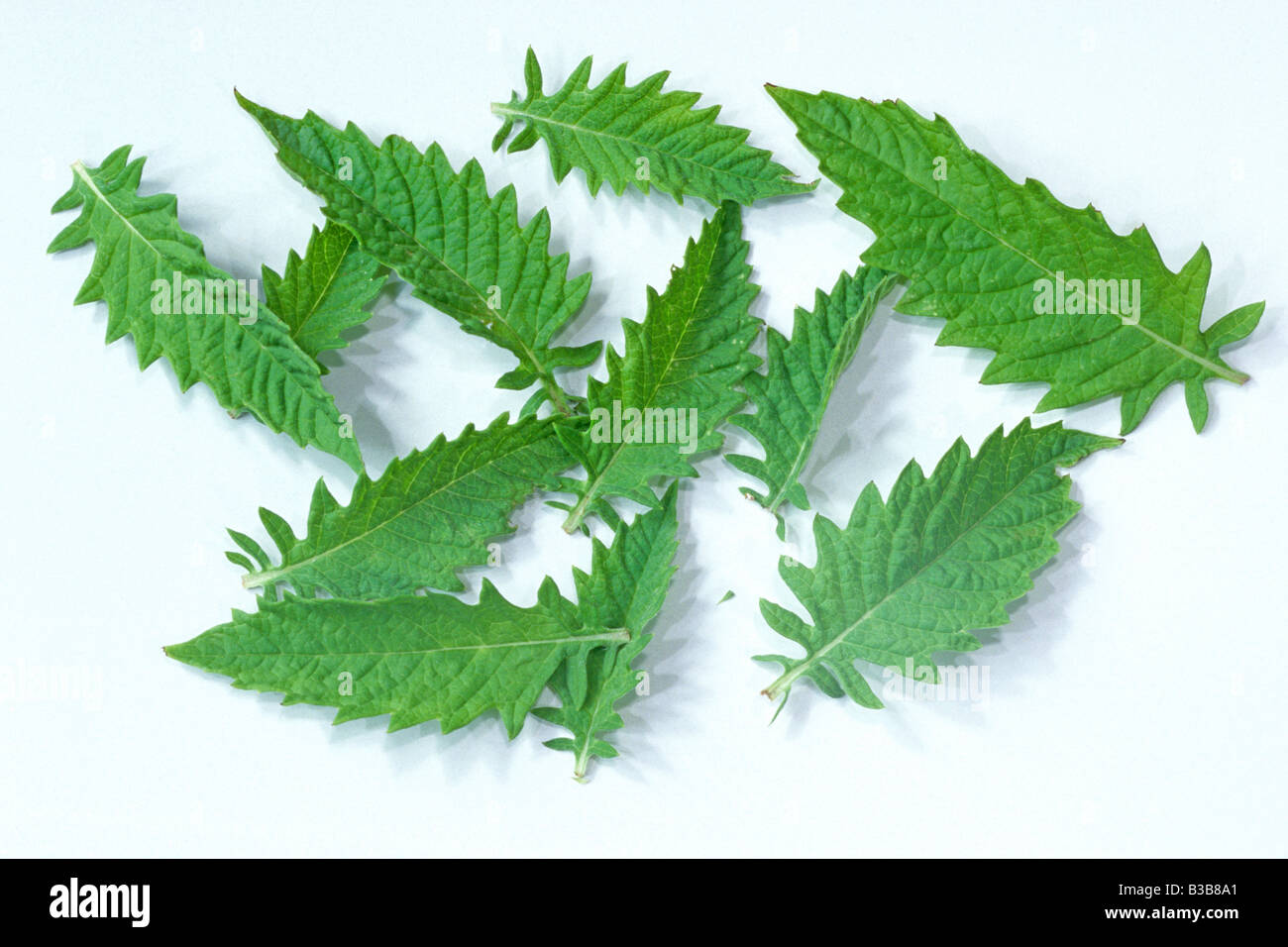 Bugleweed, Gypsywort (Lycopus virginicus), leaves, studio picture Stock ...