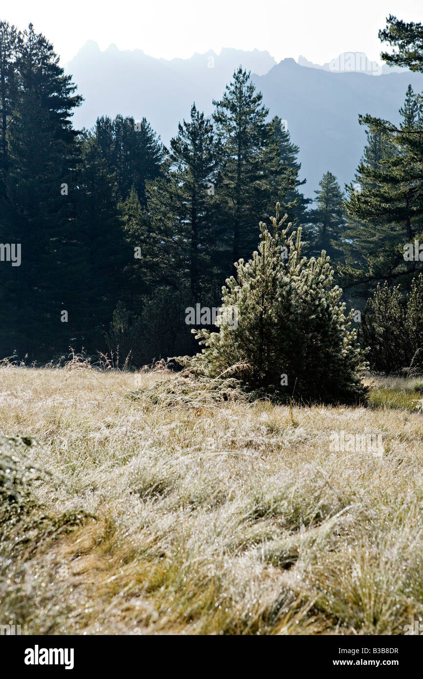 Scenic landscape with morning dew on grass near Demianica in World ...