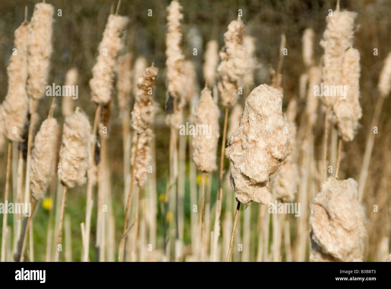 Bullrushes in a reedbed in Norfolk, UK Stock Photo - Alamy
