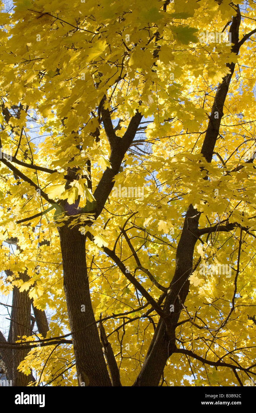 Fall Tree with Changing Leaves Stock Photo - Alamy