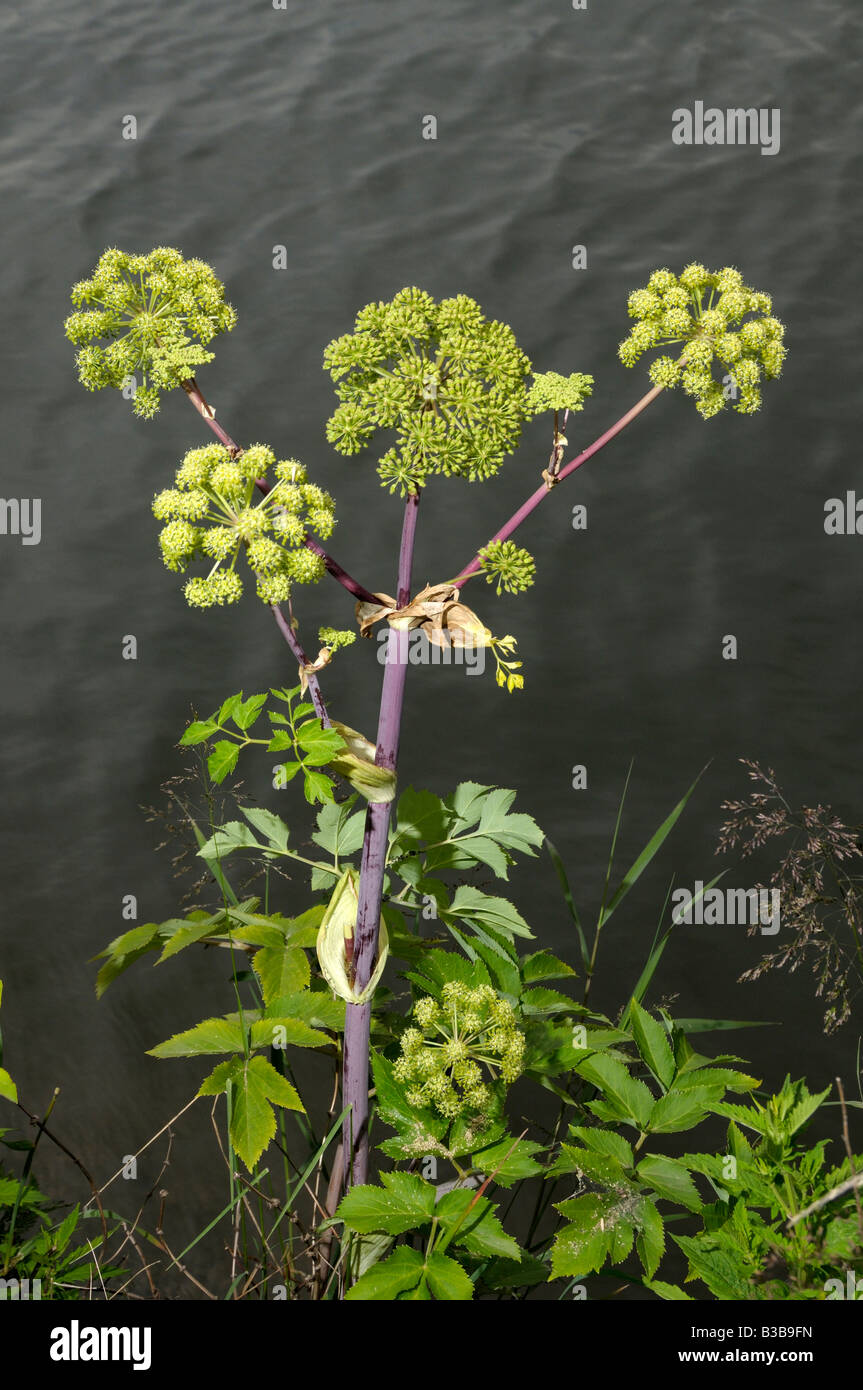Archangel, Garden Angelica (Angelica archangelica), flowering Stock ...