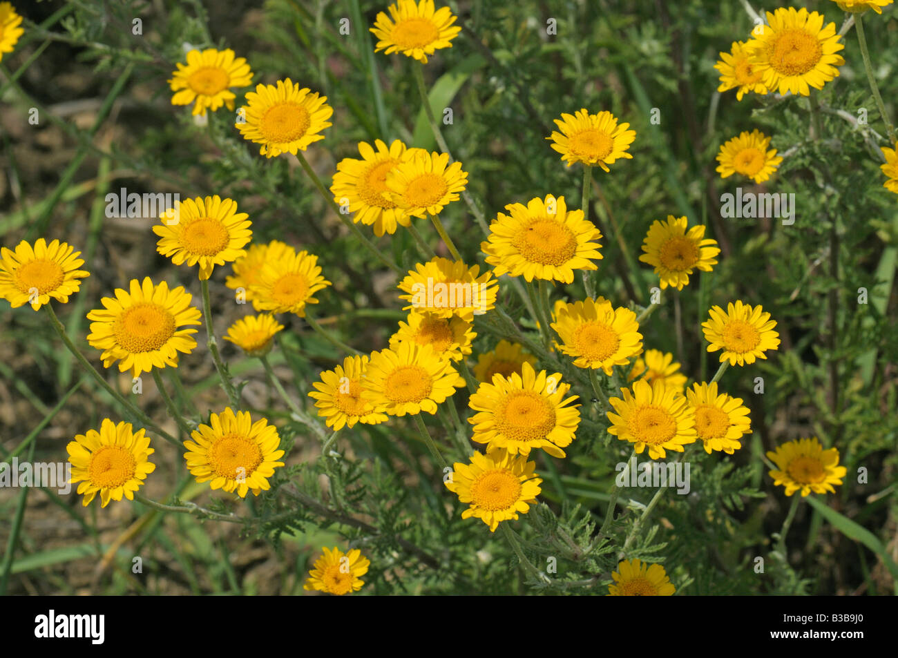 Corn Marigold (Chrysanthemum segetum, Xanthophthalmum segetum ...
