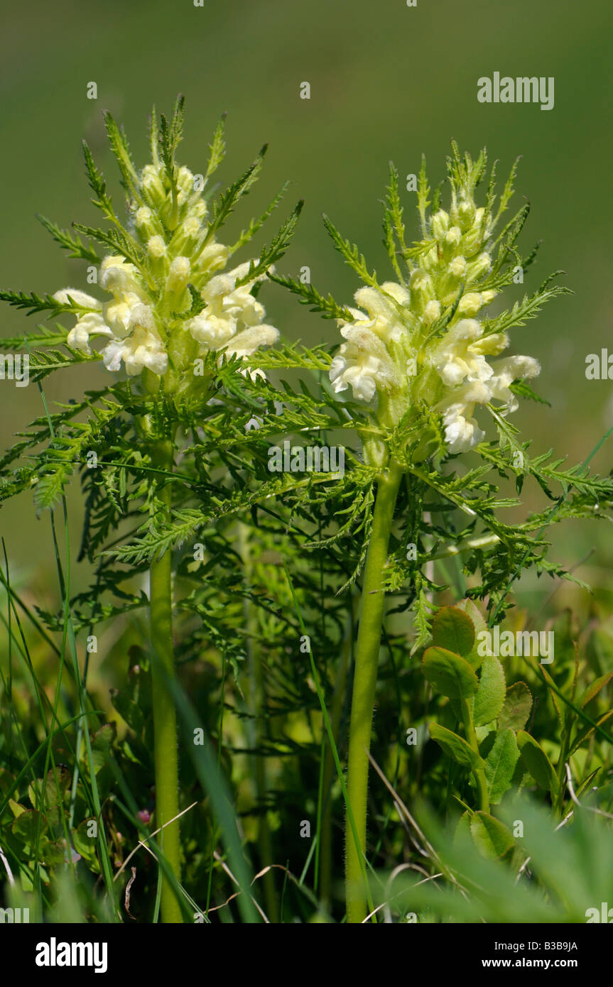 Leafy Lousewort (Pedicularis foliosa) flowering Stock Photo - Alamy