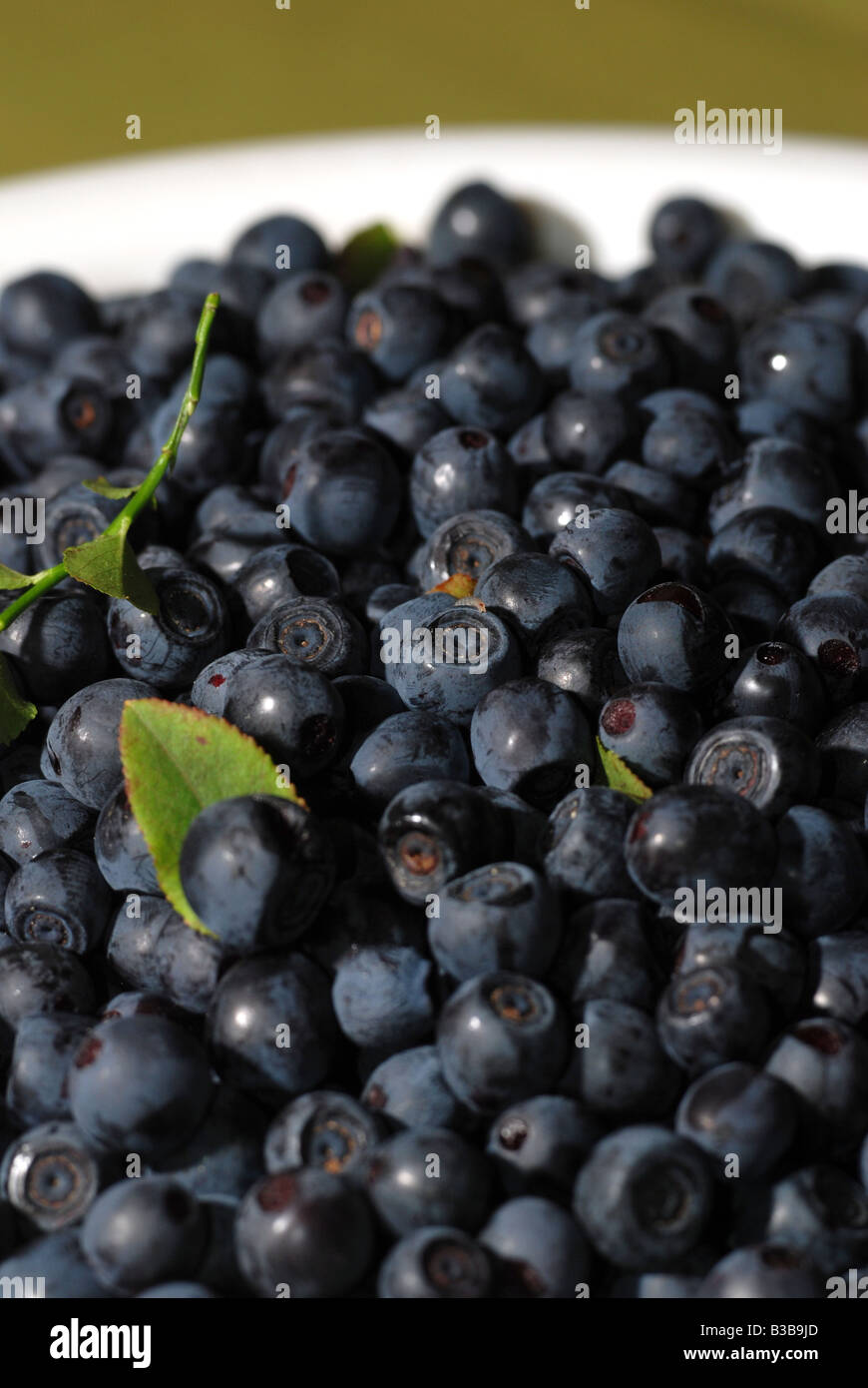 White bowl full of fresh blueberries from polish forest Stock Photo - Alamy